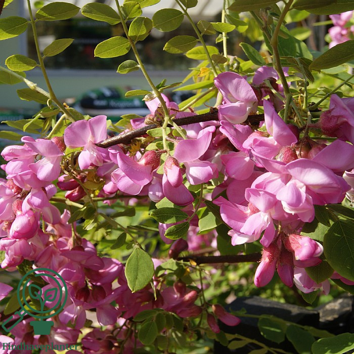 Robinia hispida ‘Macrophylla’ – Find haveplanter