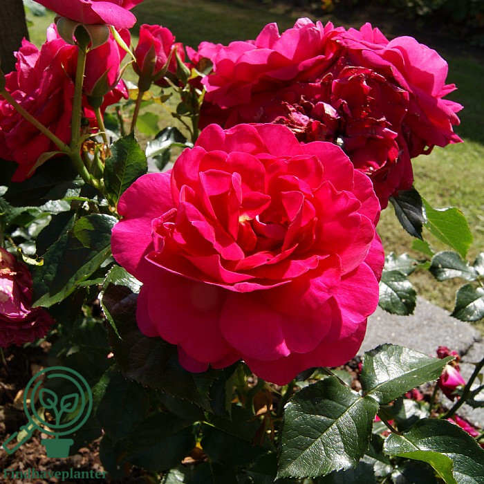 Rosa ‘Avila Palace’ – Find haveplanter