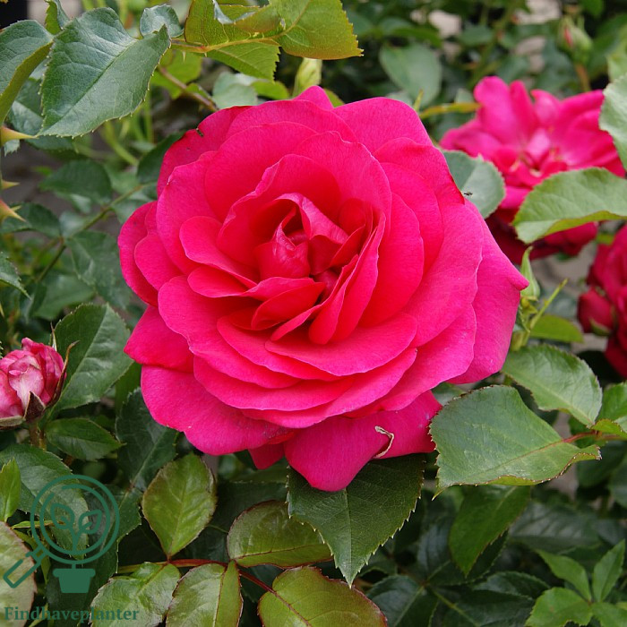 Rosa ‘Avila Palace’ – Find haveplanter