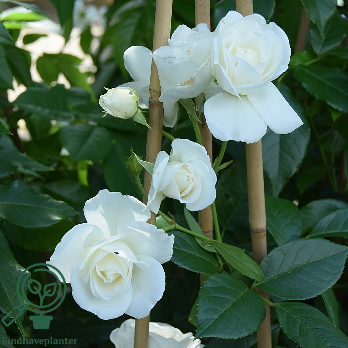 Rosa ‘Climbing Iceberg’ – Find haveplanter
