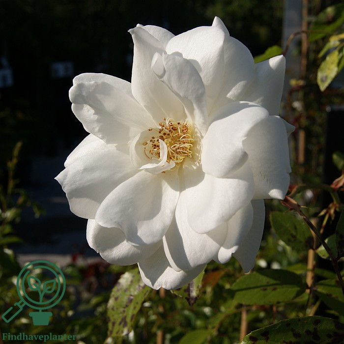 Rosa ‘Climbing Iceberg’ – Find haveplanter