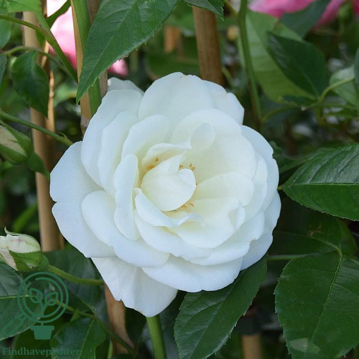 Rosa ‘Climbing Iceberg’ – Find haveplanter