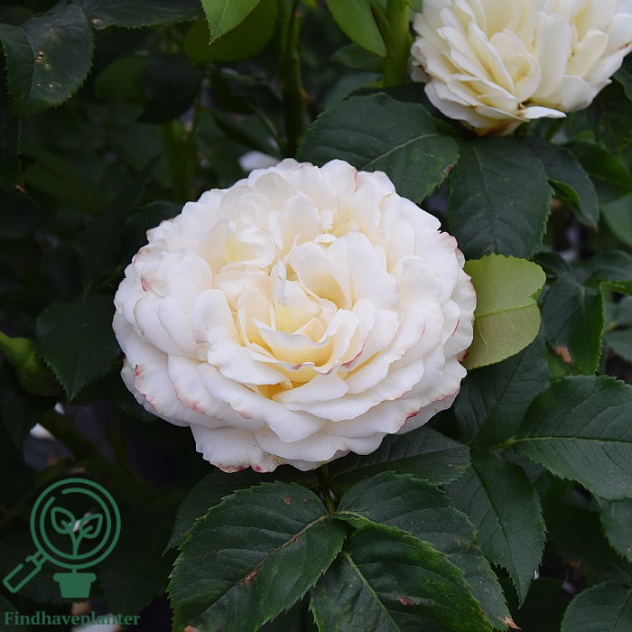 Rosa ‘Nina Renaissance’ – Find haveplanter