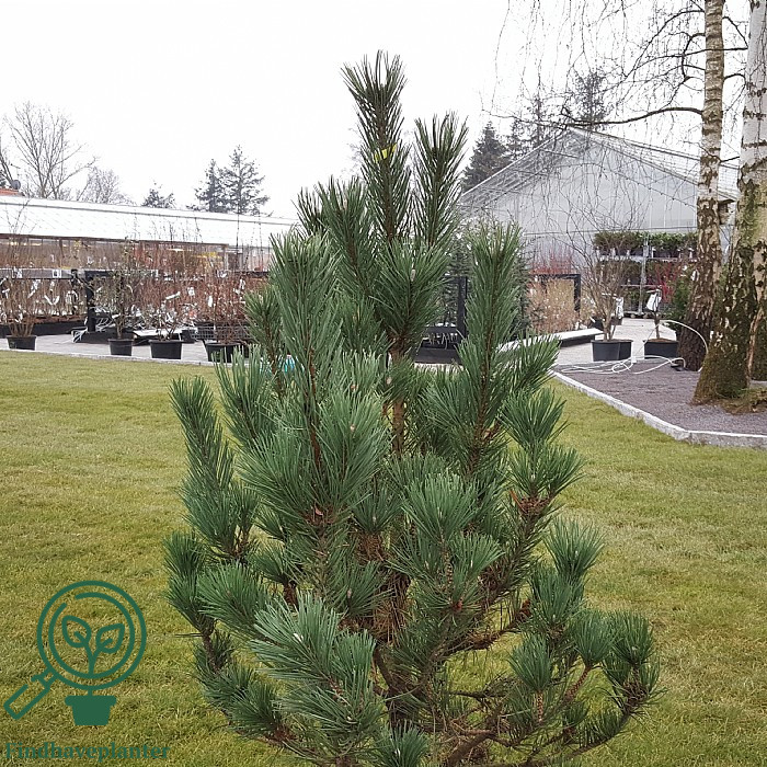 Pinus mugo ‘Columnaris’ – Find haveplanter