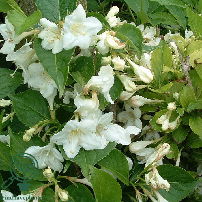 Weigela florida ‘Alba’ – Find haveplanter