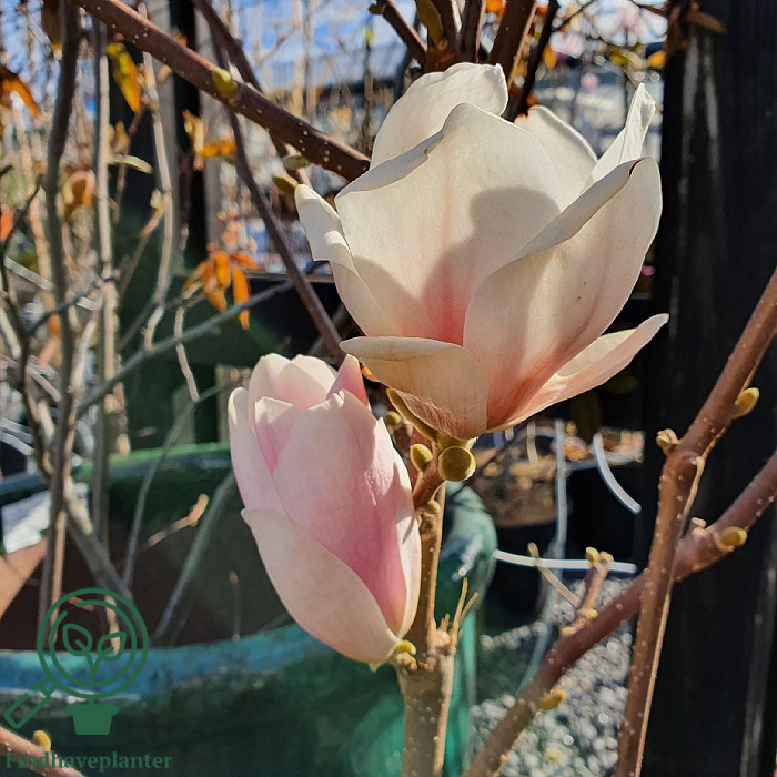 Magnolia ‘Satisfaction’ – Find haveplanter