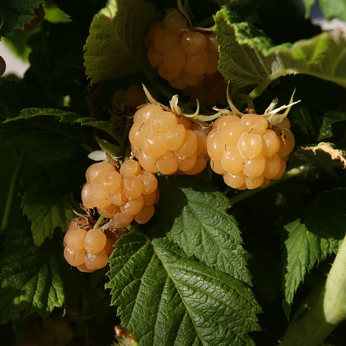 Rubus idaeus ‘Golden Everest’ – Find haveplanter