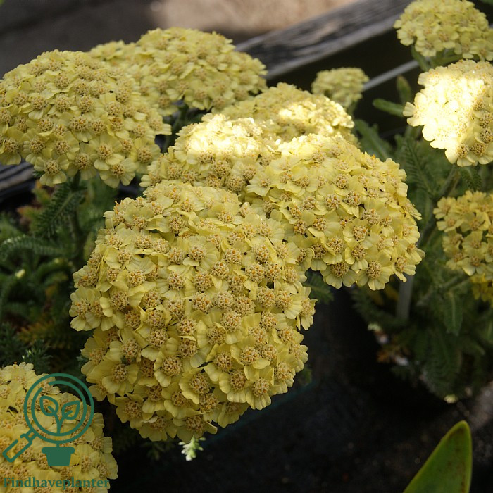Achillea millefolium ‘Desert Eve Light Yellow’ – Find haveplanter