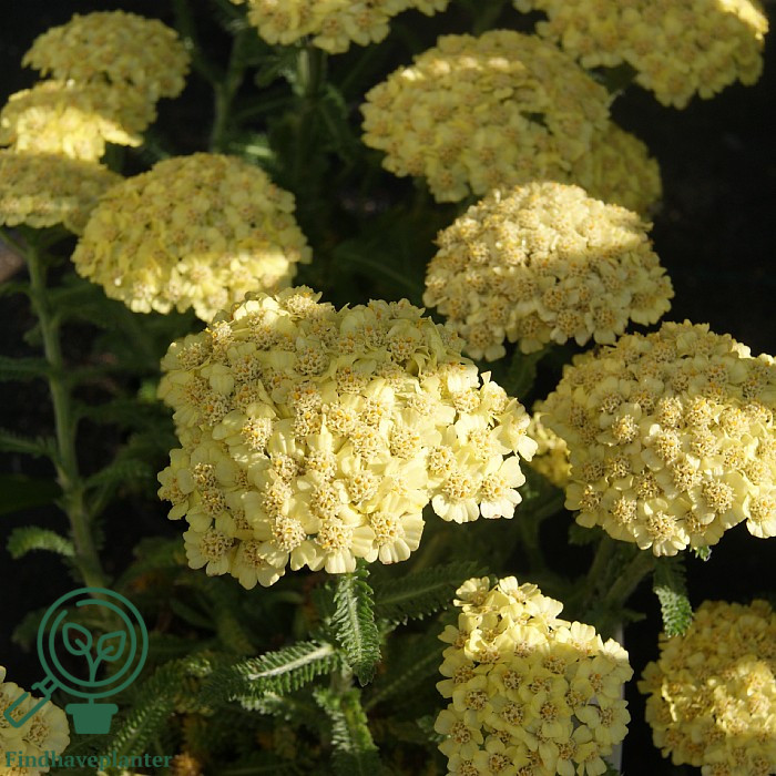 Achillea millefolium ‘Desert Eve Light Yellow’ – Find haveplanter