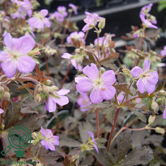 Geranium maculatum ‘Elisabeth Ann’ – Find haveplanter