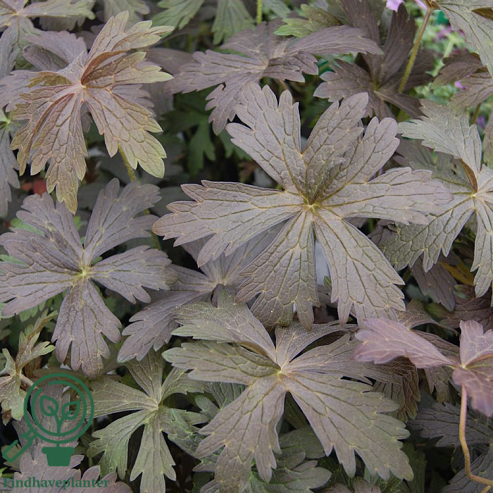 Geranium maculatum ‘Elisabeth Ann’ – Find haveplanter