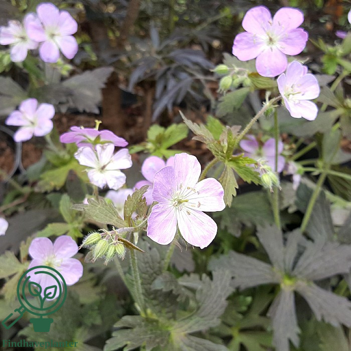 Geranium maculatum ‘Elisabeth Ann’ – Find haveplanter