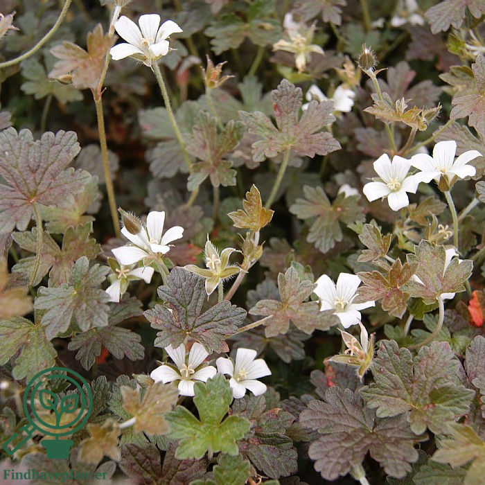 Geranium hybrid ‘Sanne’ – Find haveplanter