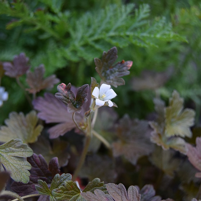 Geranium hybrid ‘Sanne’ – Find haveplanter