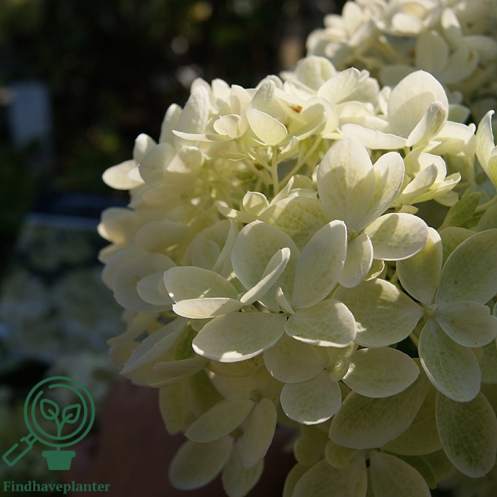 Hydrangea paniculata ‘Bombshell’ – Find haveplanter