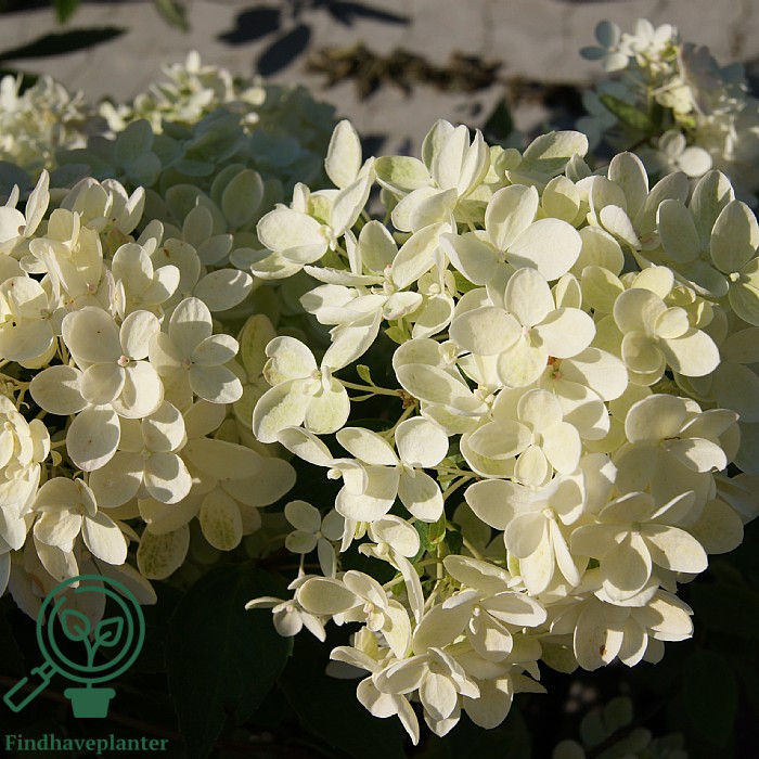 Hydrangea paniculata ‘Bombshell’ – Find haveplanter