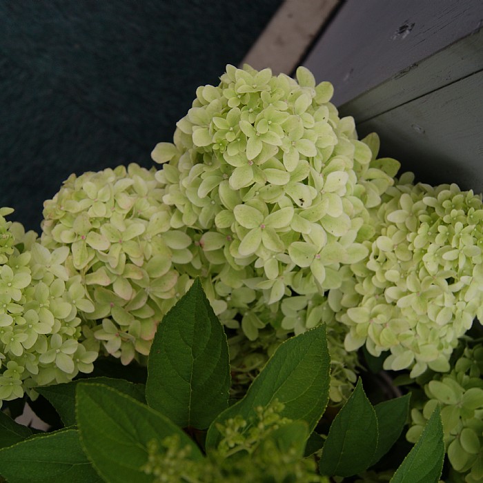 Hydrangea paniculata ‘Magical Candle’ – Find haveplanter