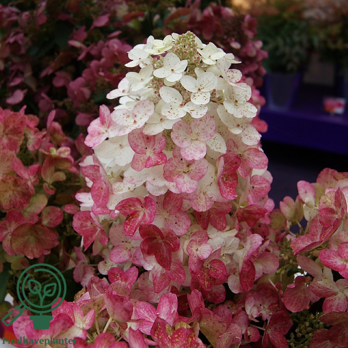 Hydrangea paniculata ‘Magical Flame’ – Find haveplanter
