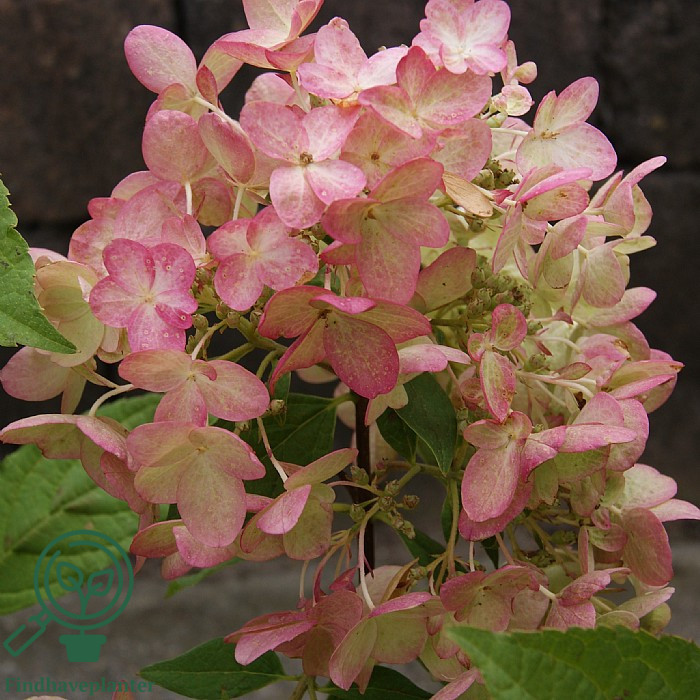 Hydrangea paniculata ‘Tickled Pink’ – Find haveplanter