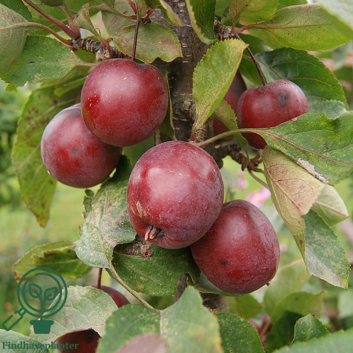 Malus domestica ‘Maypole’ – Find haveplanter