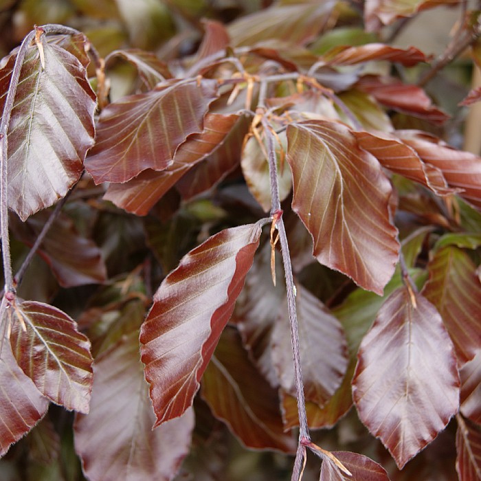 Fagus sylvatica ‘Riversii’ – Find haveplanter