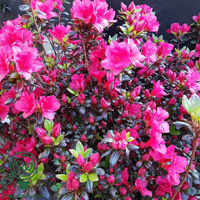Rhododendron ‘Maruschka’ – Find haveplanter