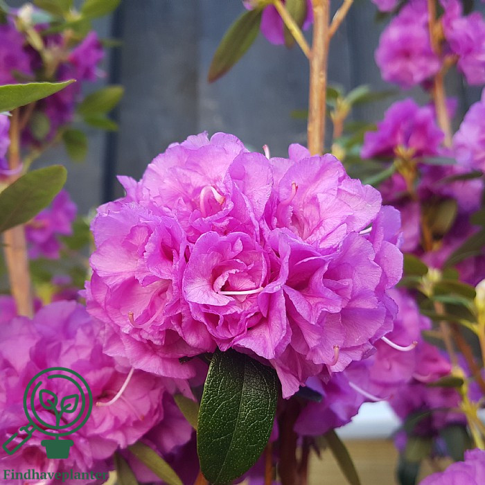 Rhododendron ‘April Rose’ – Find haveplanter