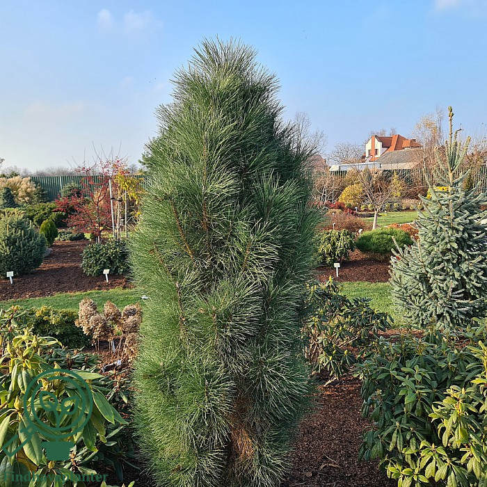 Pinus nigra ‘Pyramidalis’ – Find haveplanter