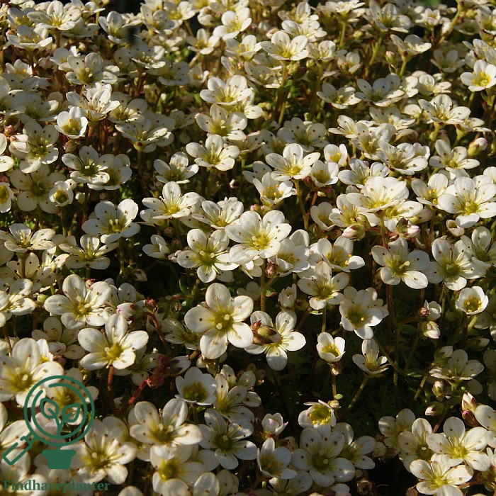 Saxifraga ‘Stansfieldii’ – Find haveplanter