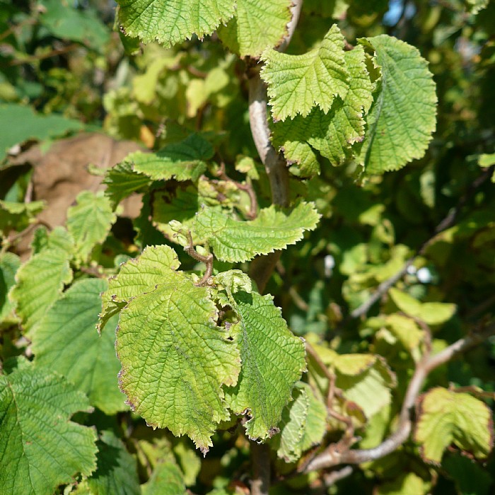 Corylus avellana ‘Twister’ – Find haveplanter