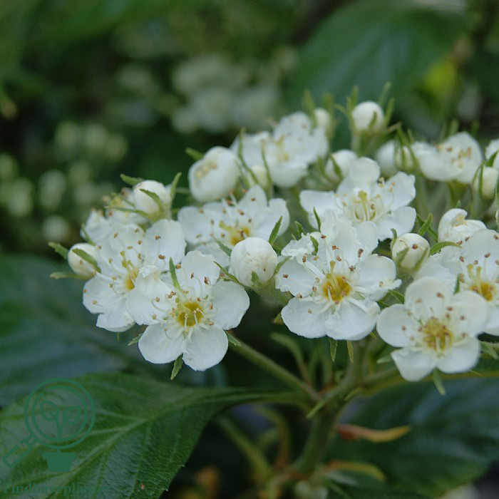 Crataegus x lavalleei ‘Carrierei’ – Find haveplanter