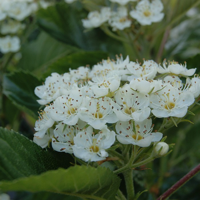 Crataegus x lavalleei ‘Carrierei’ – Find haveplanter