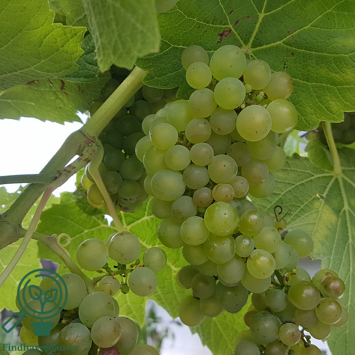 Vitis ‘Solaris’ – Find haveplanter