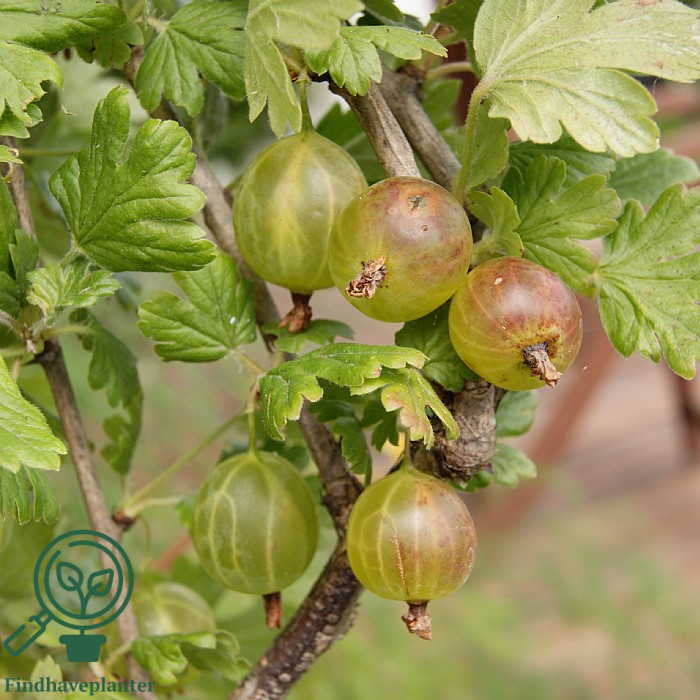 Ribes uva-crispa ‘Mucurines’ – Find haveplanter