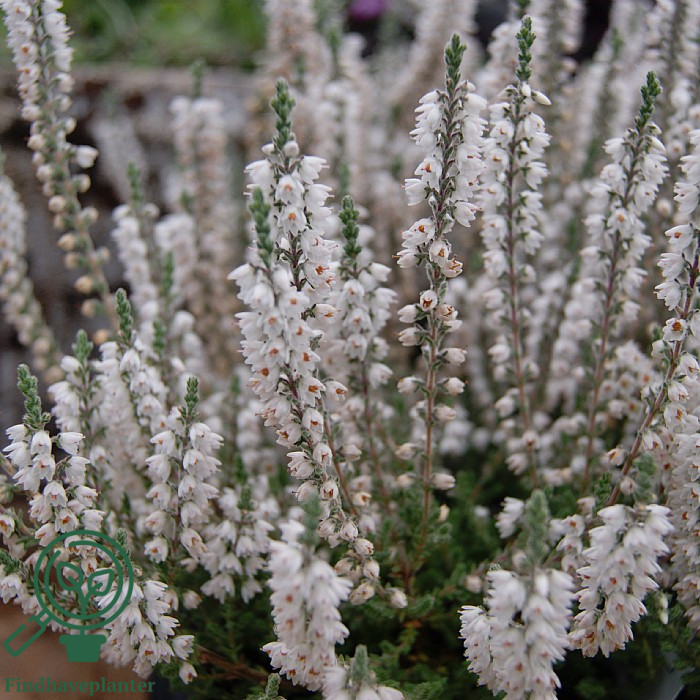 Calluna vulgaris ‘Beoley Silver’ – Find haveplanter