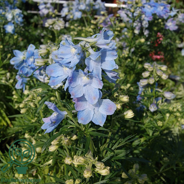 Delphinium grandiflorum ‘Summer Blues’ – Find haveplanter