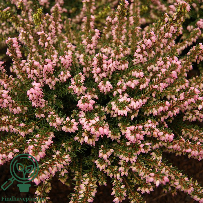 Erica x darleyensis ‘Winter Treasure’ – Find haveplanter