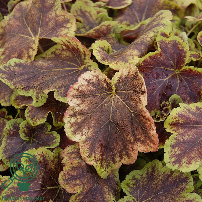 Heucherella ‘Solar Eclipse’ – Find haveplanter