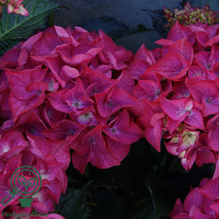 Hydrangea macrophylla ‘Red Angel Purple’ – Find haveplanter