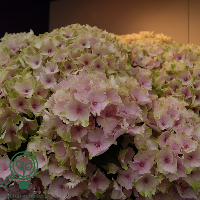 Hydrangea macrophylla ‘Magical Ocean’ – Find haveplanter