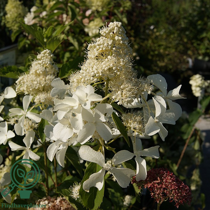 Hydrangea paniculata ‘Butterfly’ – Find haveplanter