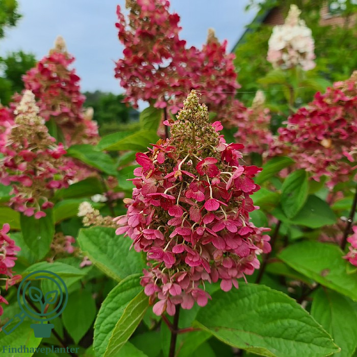 Hydrangea paniculata ‘Wims Red’ – Find haveplanter