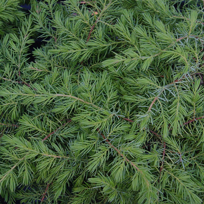 Juniperus conferta ‘All Gold’ – Find haveplanter