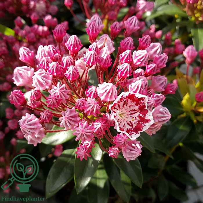 Kalmia latifolia ‘Minuet’ – Find haveplanter