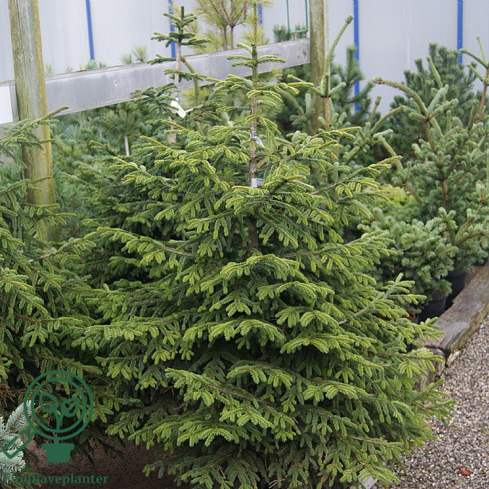 Picea orientalis ‘Golden Start’ – Find haveplanter