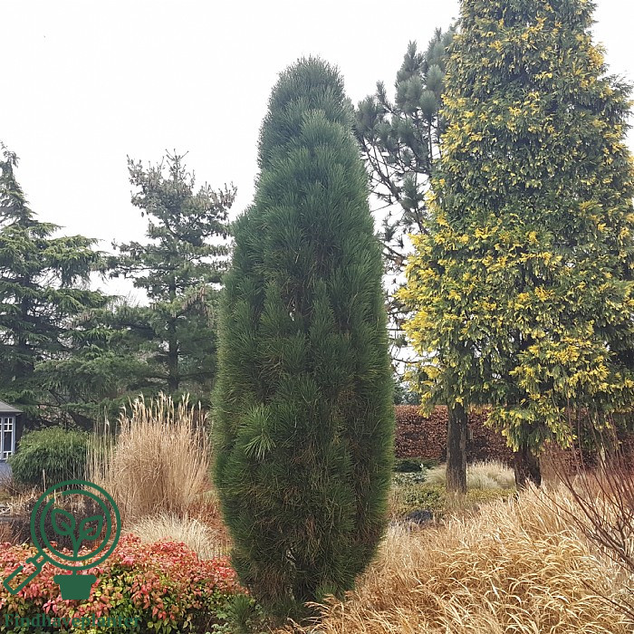 Pinus nigra ‘Green Tower’ – Find haveplanter