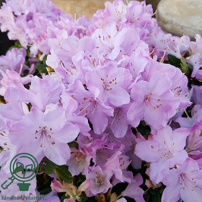 Rhododendron ‘Snipe’ – Find haveplanter