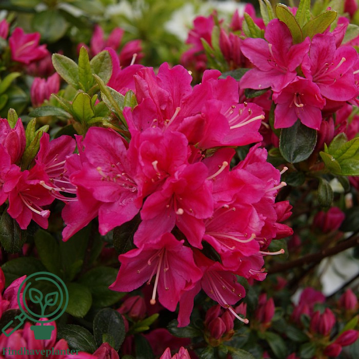 Rhododendron ‘Wombat’ – Find haveplanter