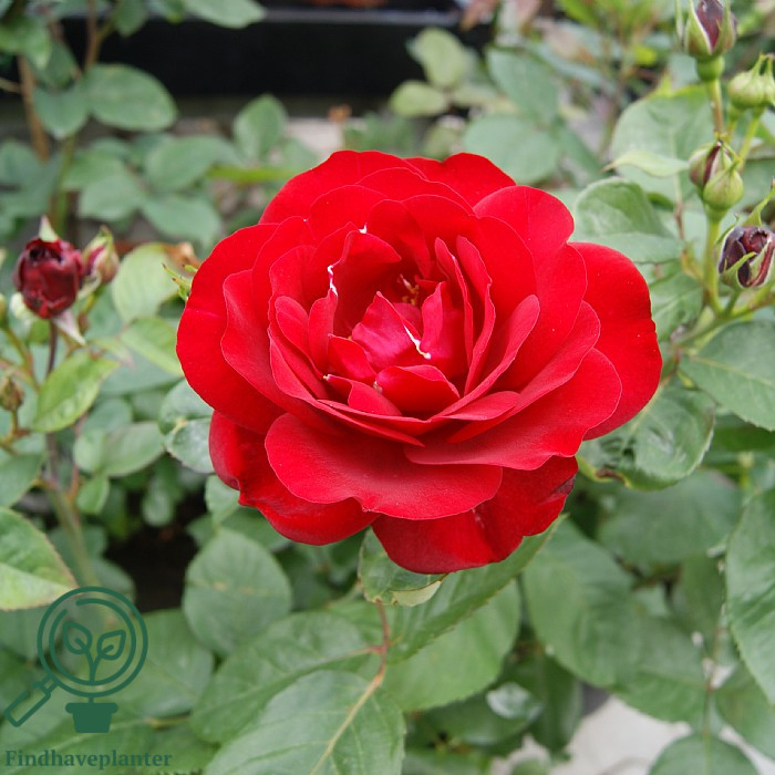 Rosa ‘Capricia Renaissance’ – Find haveplanter