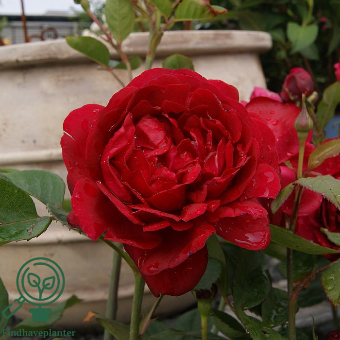 Rosa ‘Capricia Renaissance’ – Find haveplanter